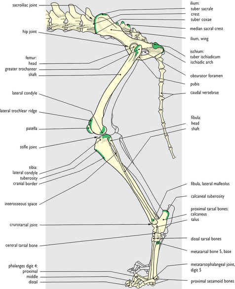 Equine Hindlimb Anatomy