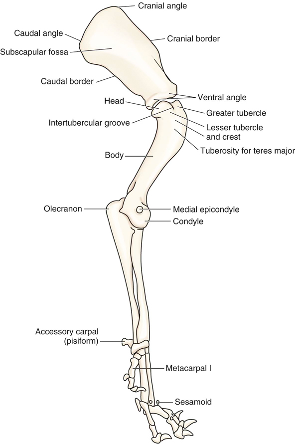 Dog Leg Bones Diagram Description And Physical Characteristics Of