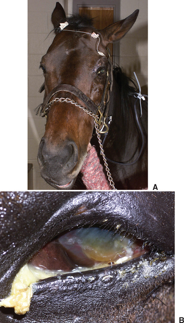 Pythiosis And Zygomycosis Veterian Key