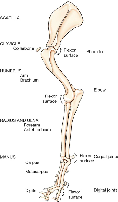 Recommander Mars Personne En Charge Dog Leg Anatomy Incertain 