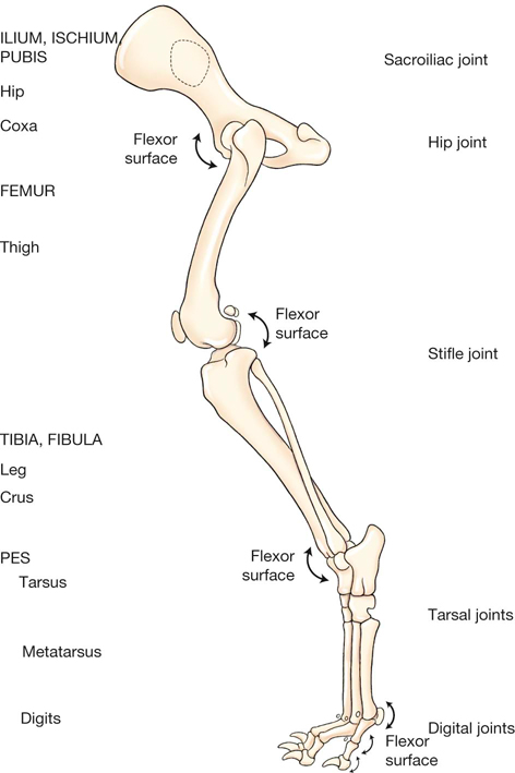 Dog Dog Back Leg Bones Dog Dog Back Leg Bones