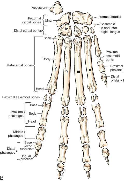 Canine Limb Bone Anatomy