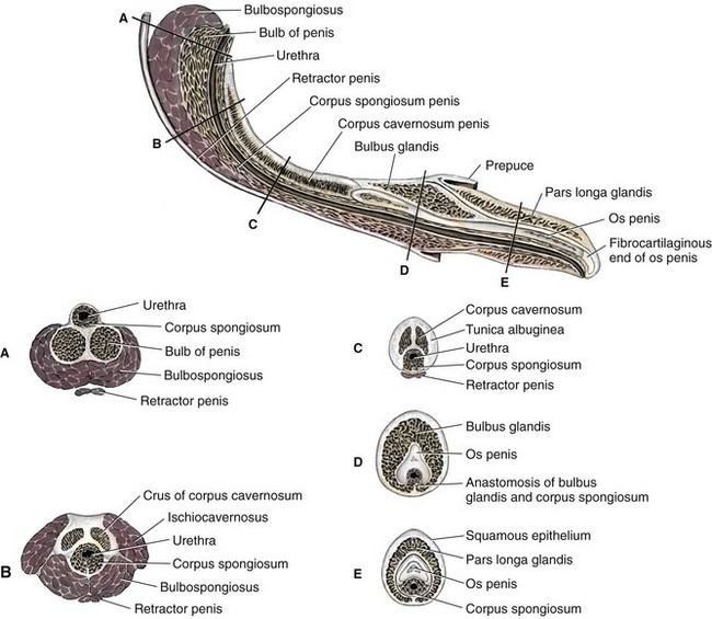Male Dog Anatomy Bulbus Glandis