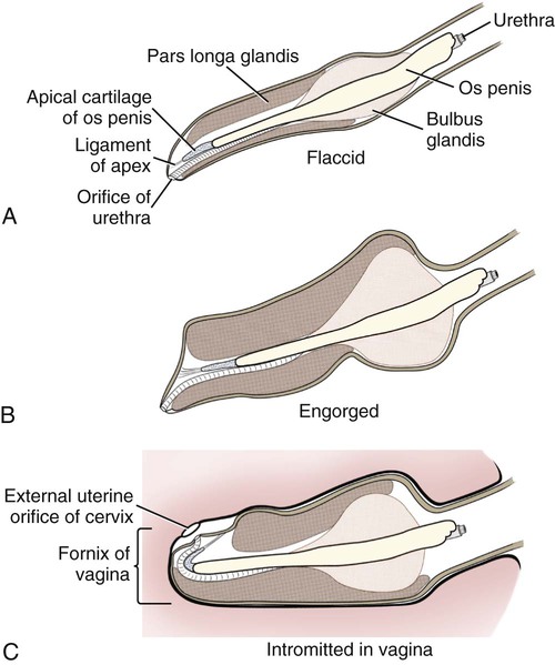 The Urogenital System Veterian Key