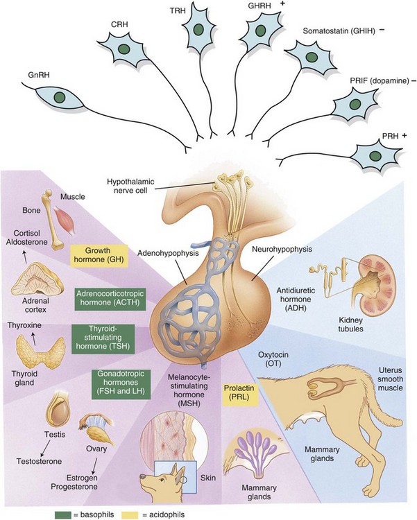 Endocrine Hyperactivity