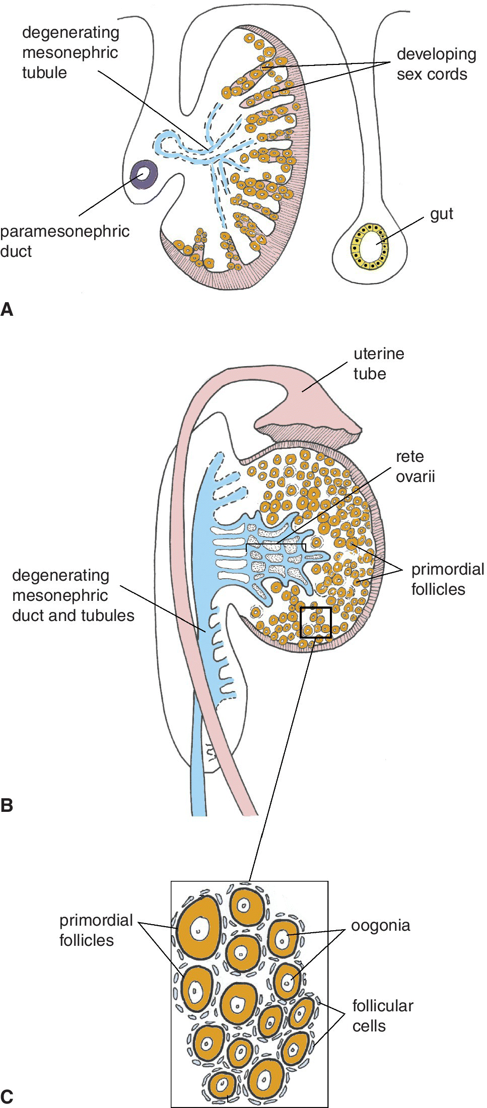 Male And Female Reproductive Systems Veterian Key