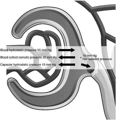 Diuretics And Renal Pharmacology Veterian Key