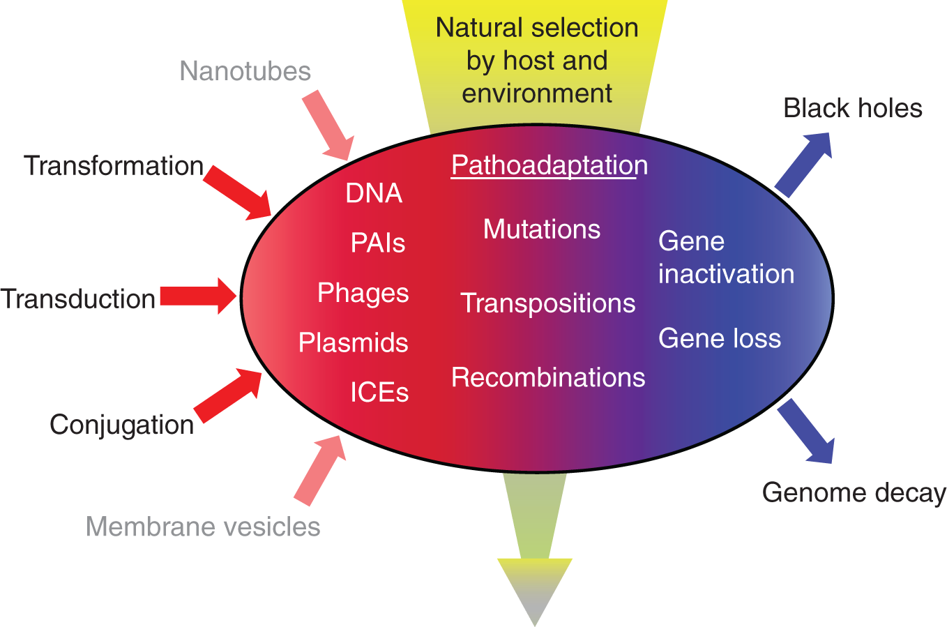 Evolution Of Bacterial Pathogens Veterian Key